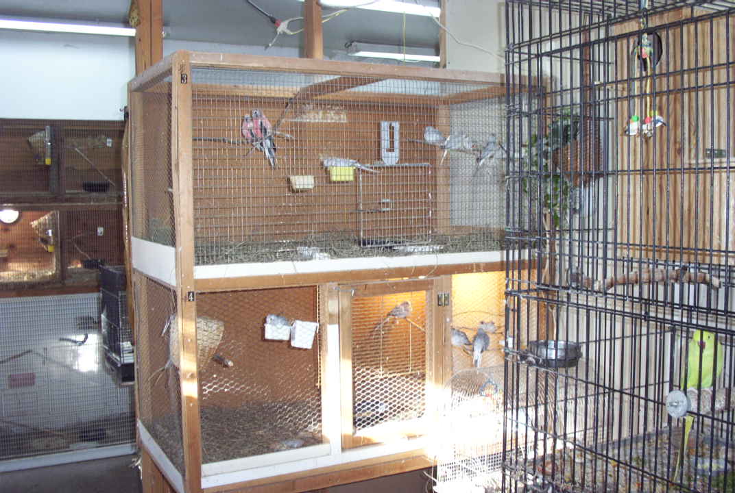 The Splendid Bourke Bird Blog: Bird Aviaries, Outdoor and Indoor