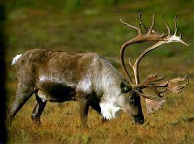 Un mundo lleno de animales: LOS RENOS