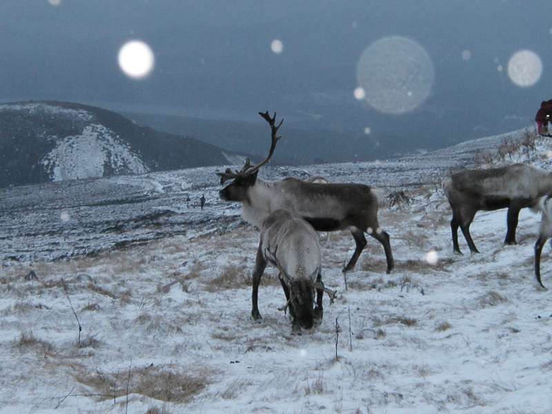 Reindeer | The Life of Animals