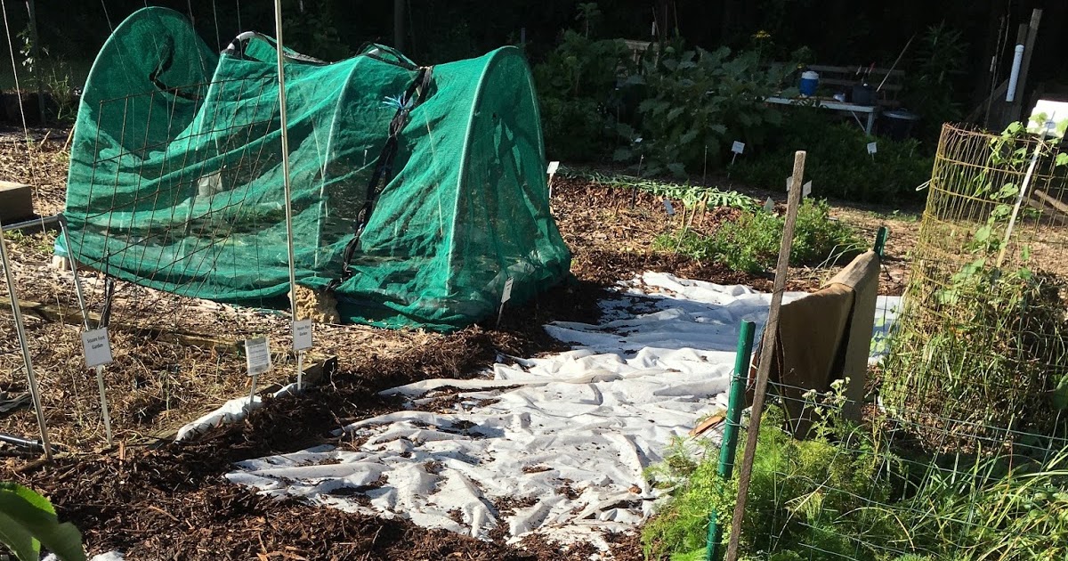 VegHeadz: Soil Solarization