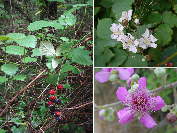 Escorniflaire: Que no ens donin aranyons per nabius!