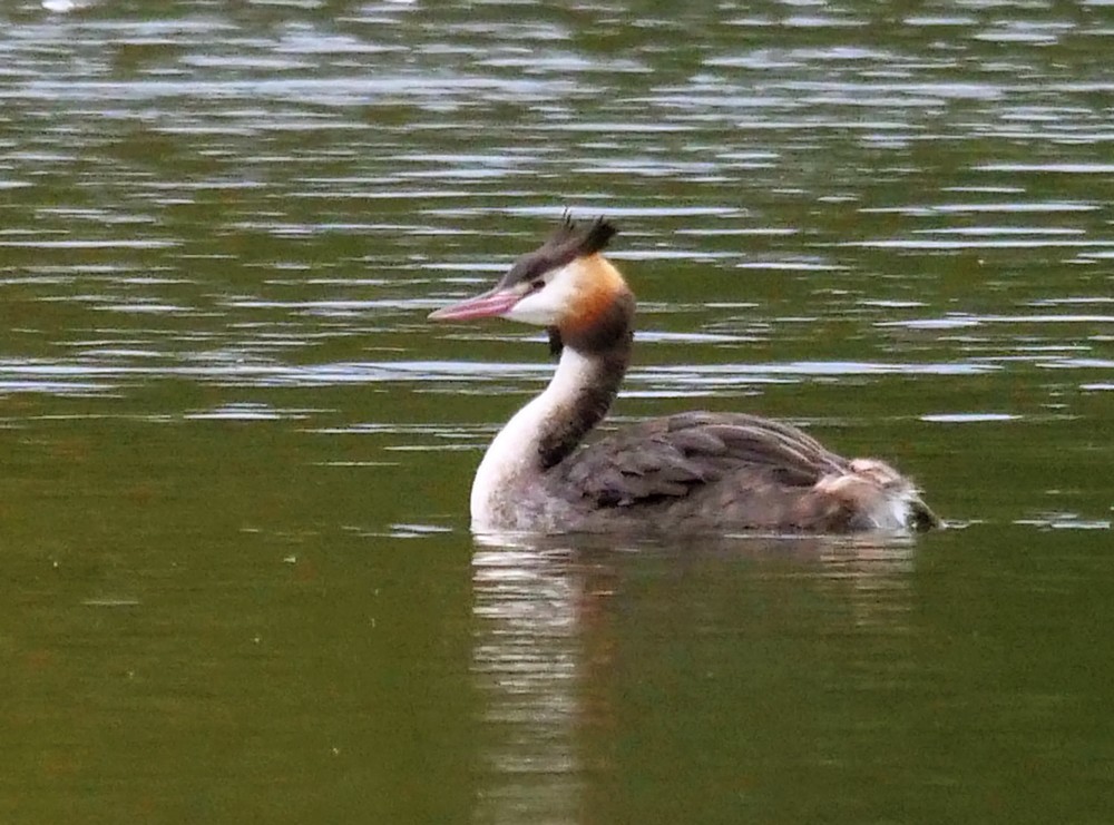 Photographing [Danish] Wildlife: October 2020