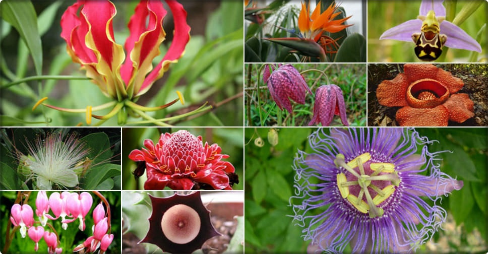 10 Very Unusual Flowers ~ Wonderful Flowers 10 Very Unusual Flowers ~ Wonderful Flowers