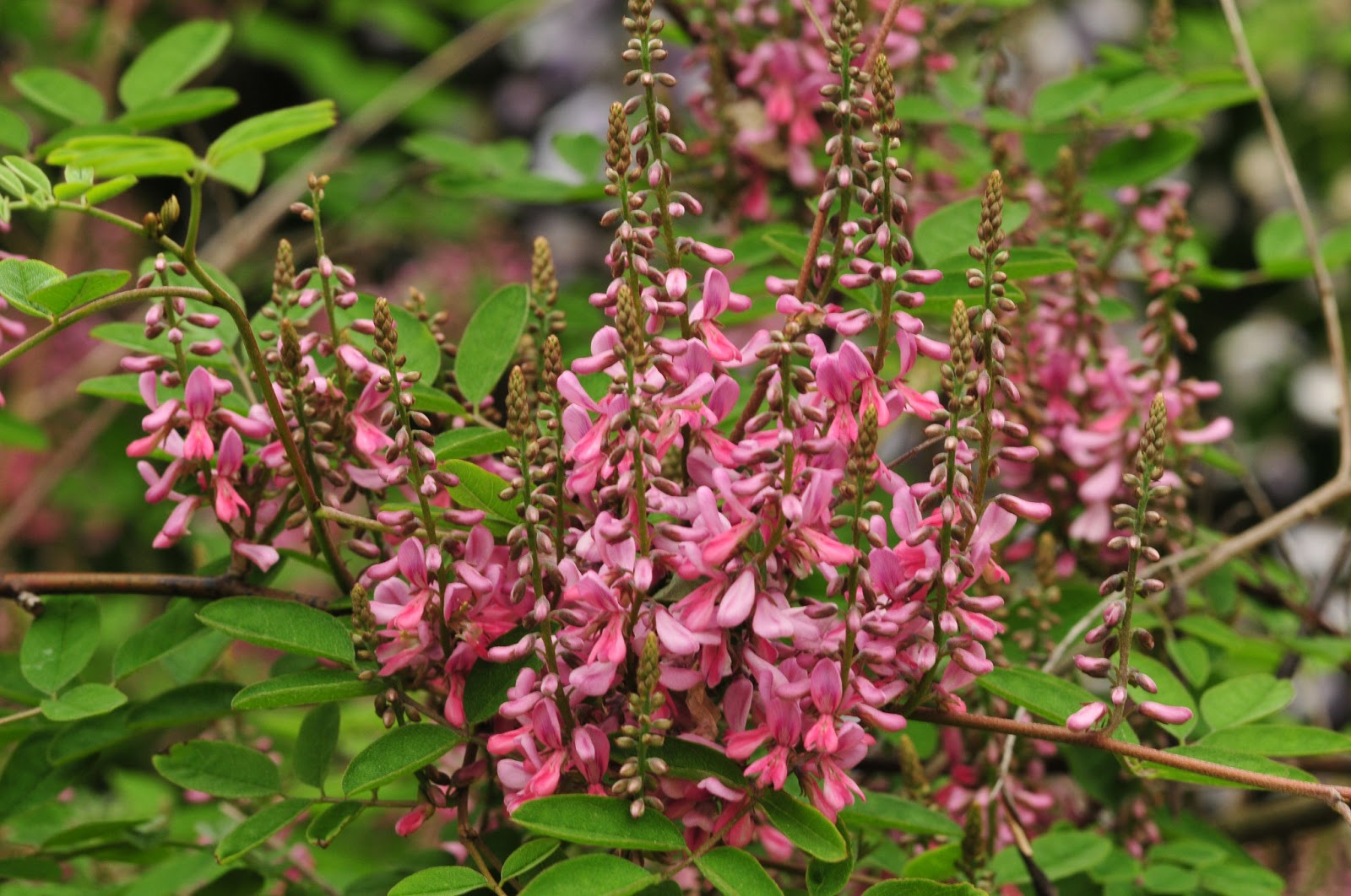 Worcester College Gardeners 2009-2018: Indigofera gerardiana