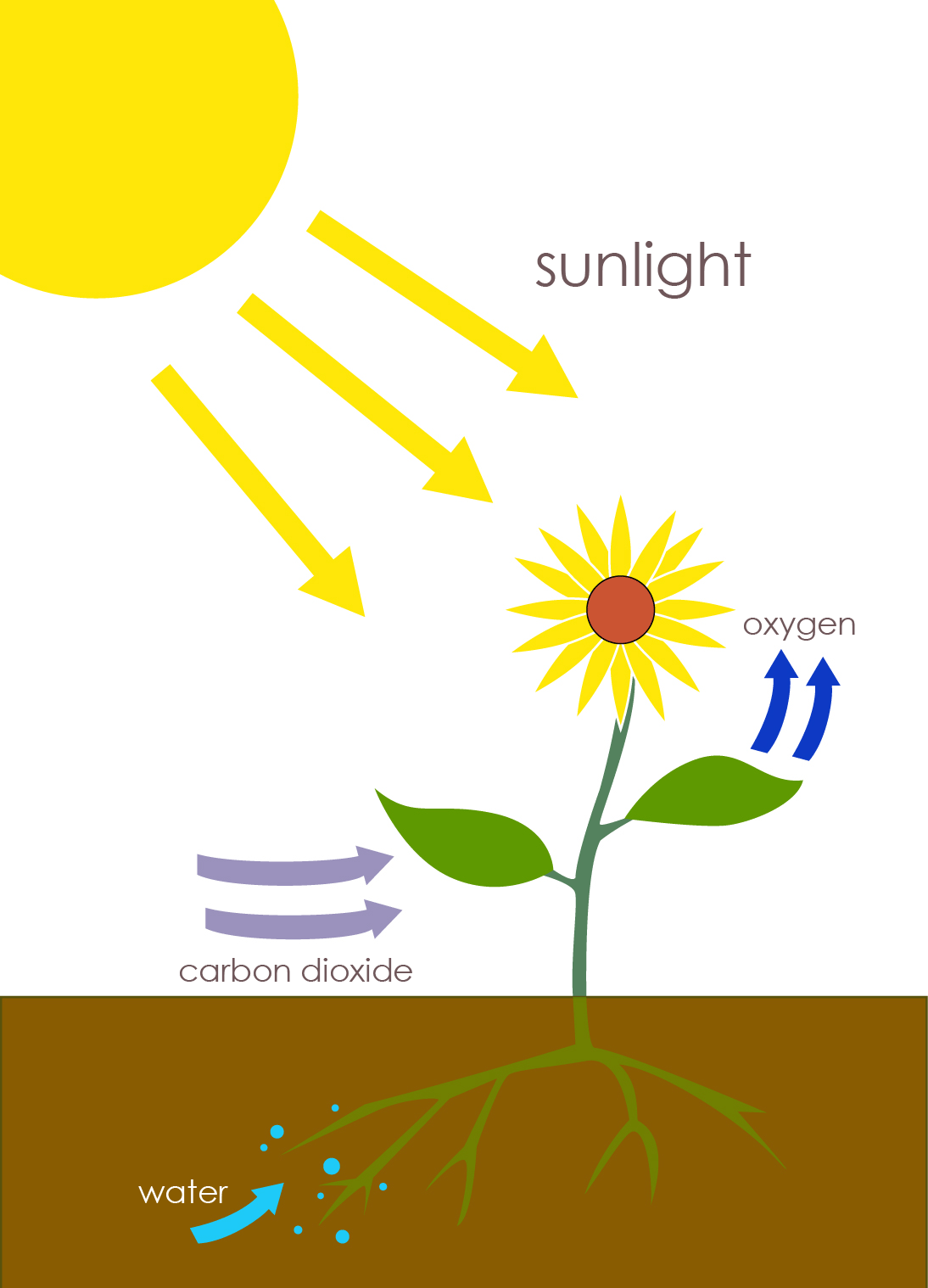 Novatlan: BIOLOGIE: PHOTOSYNTHESE