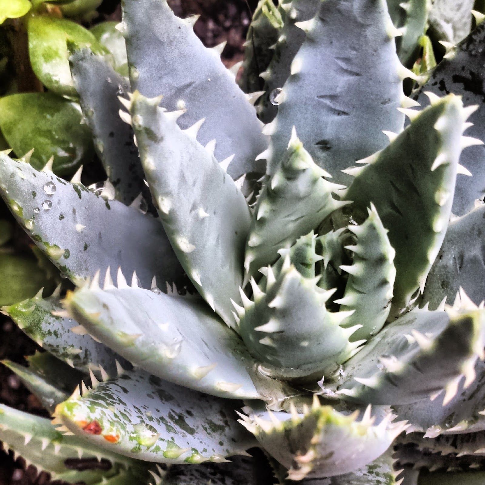 Ambie's Succulent Blog: Aloe Brevifolia, the "Crocodile Aloe"