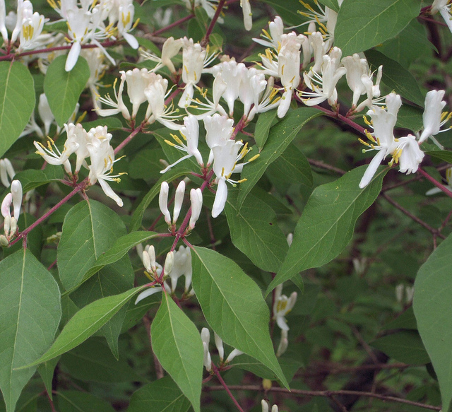 Fruit Seeds of Southern Michigan: Lonicera maackii - Amur Honeysuckle