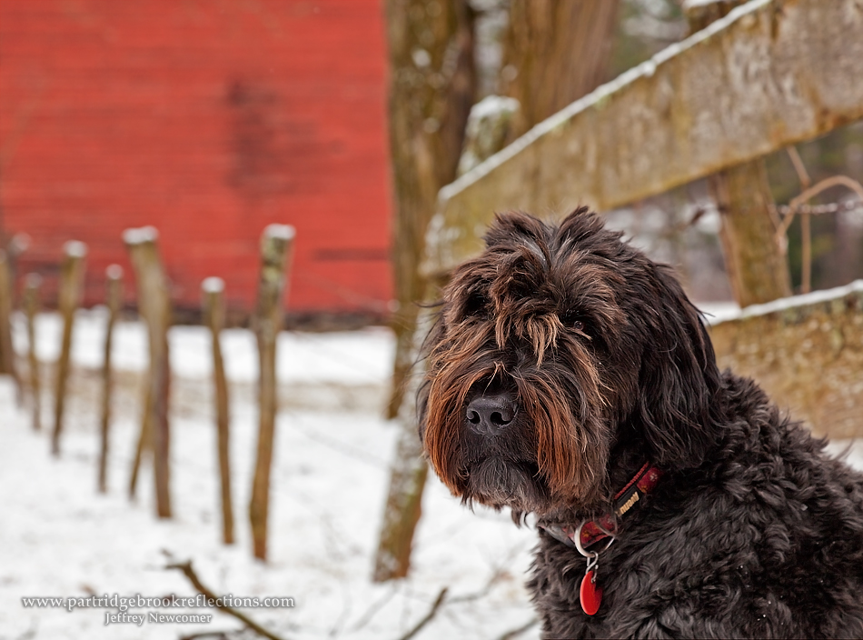 Getting it Right in the Digital Camera : Gone to the Vermont Dogs.