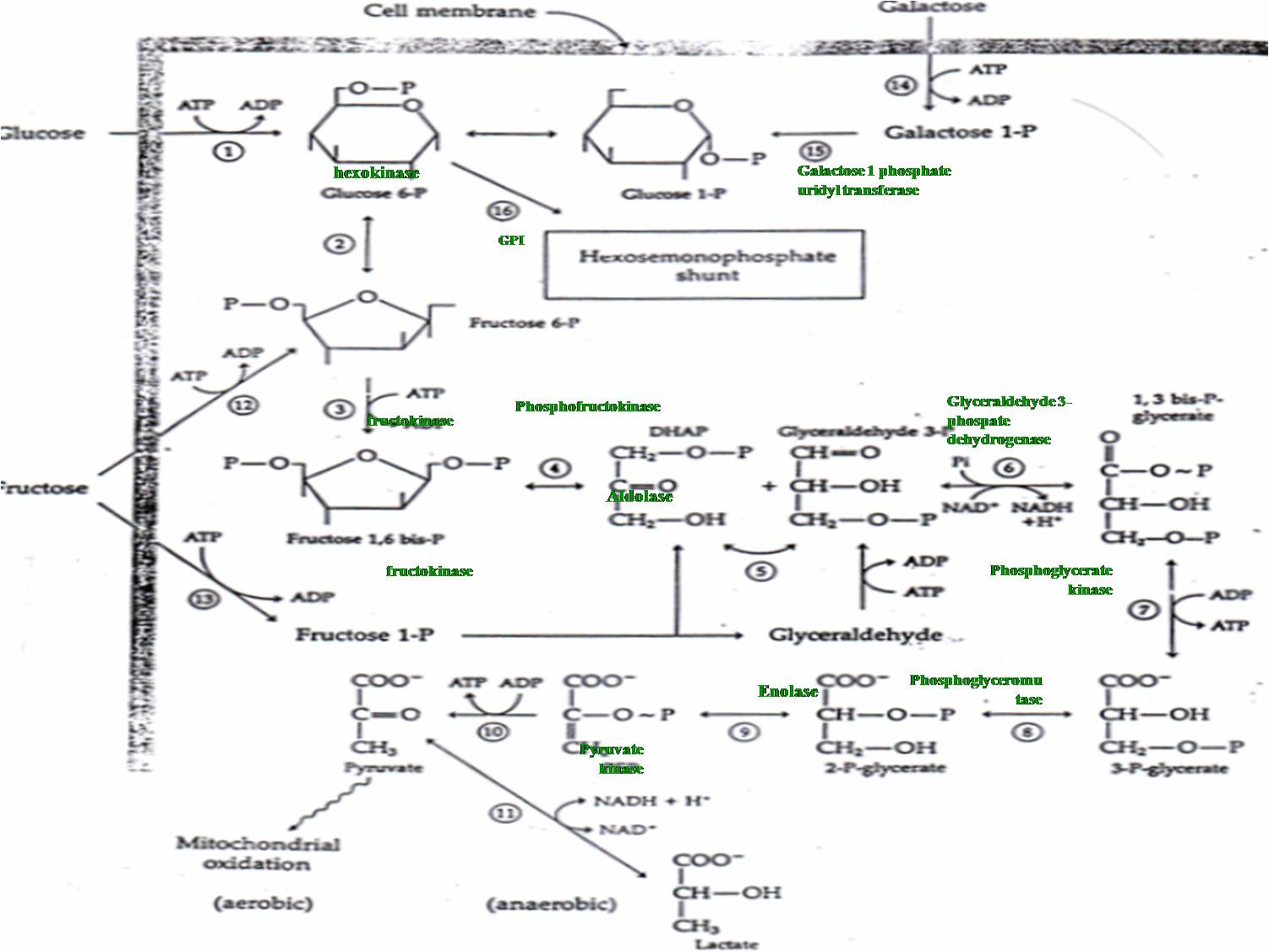 Metabolisme Karbohidrat | saya, ilmu dan sahabat ...