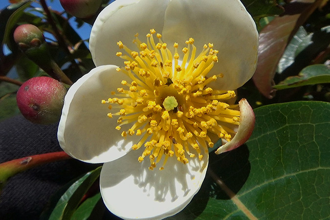 Puspa (Schima wallichii)