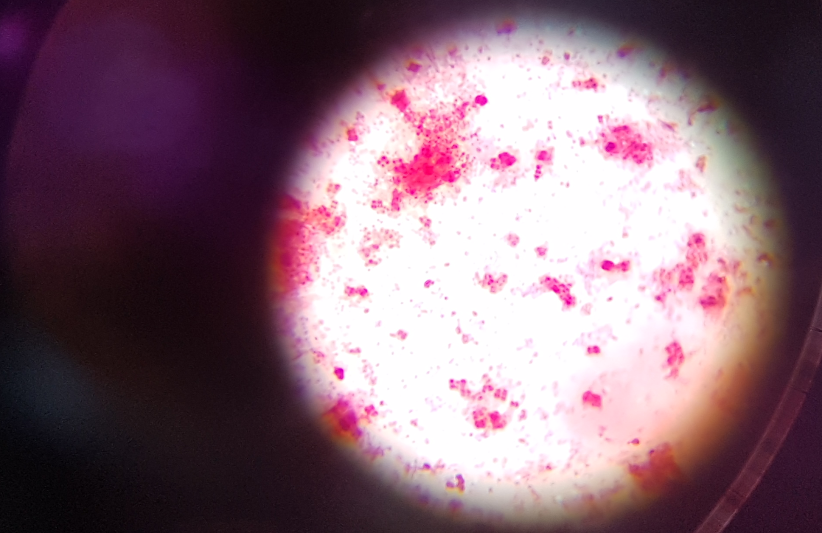 La Mitocondria: ¡Hora de teñir!