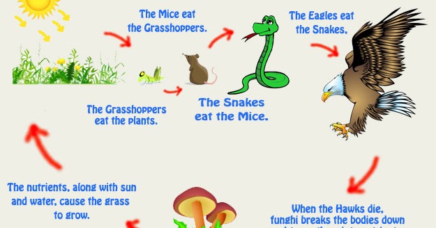 Food Chain And Food Web