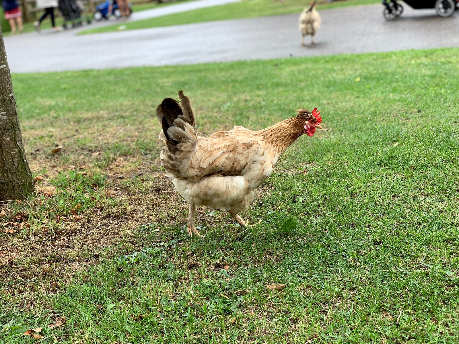 Review: Barleylands Farm Park, Billericay Essex - Counting To Ten