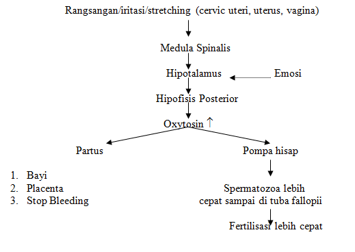 Hormon Oksitosin pada Ternak