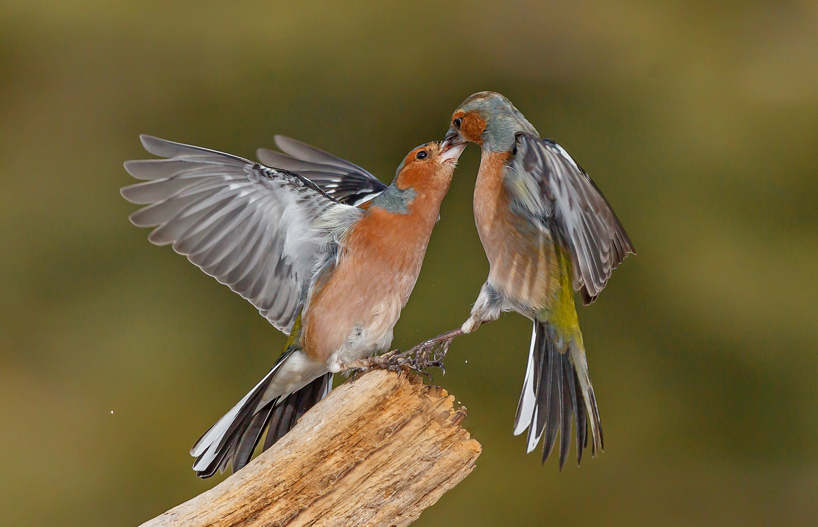 Inaturaclick: Fringuelli