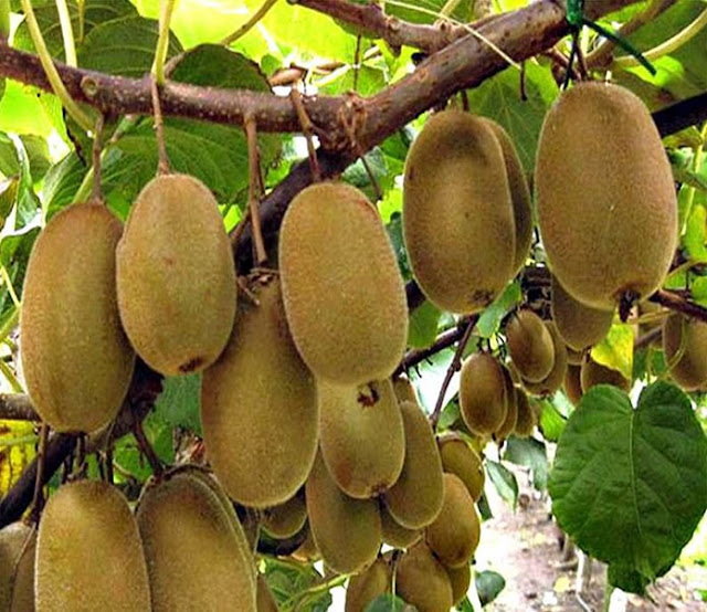 A step by step guide on how to grow Kiwifruit