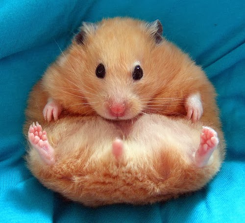 Funny Cute Hamster | Interesting Funny Pictures | Funny And Cute Animals
