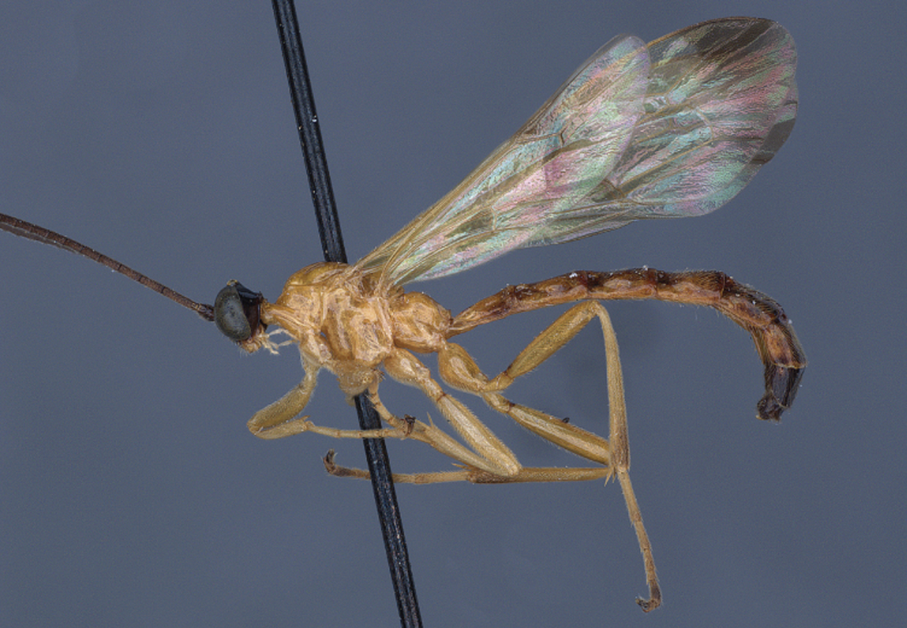 Species New to Science: [Entomology • 2020] Review of the New World ...