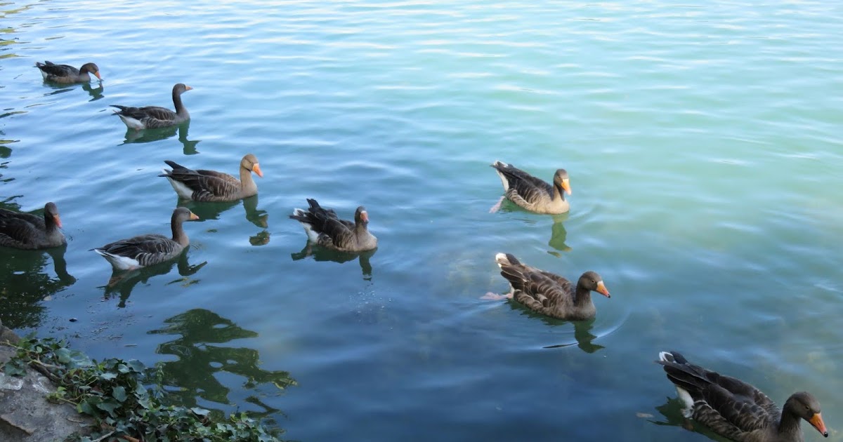 j'ai vu, j'ai photographié, je partage: A la queue leu leu...
