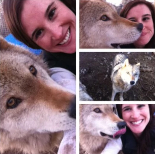 White Wolf : Wolves save the life of an assaulted woman, help her ...