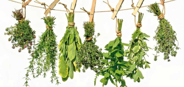 Plantas medicinales del Perú