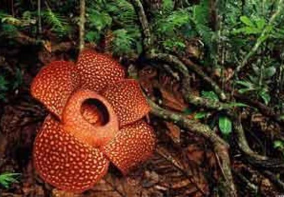 Padma Raksasa (Rafflesia Arnoldii) | Gosip Gambar