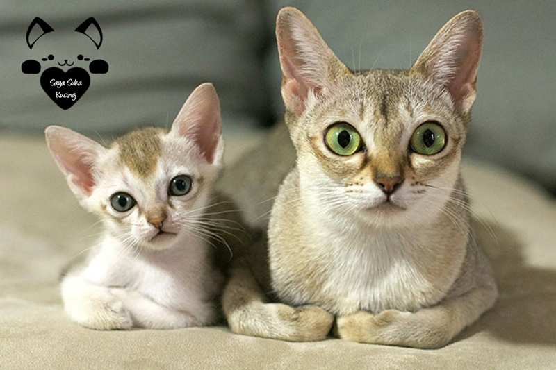 tahapan perkembangan anak kucing hingga dewasa - Elinotes review