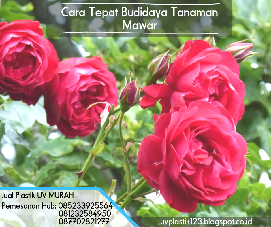 Cara Tepat Budidaya Tanaman Mawar