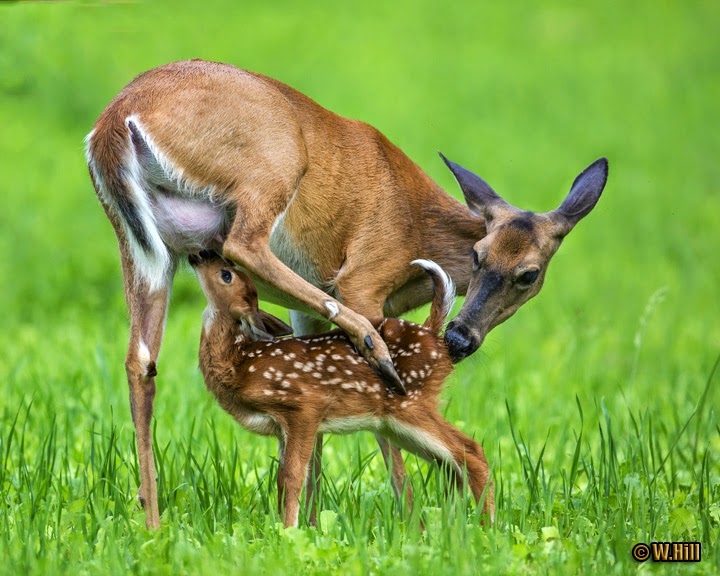 Pennsylvania Wildlife Photographer: First Fawn