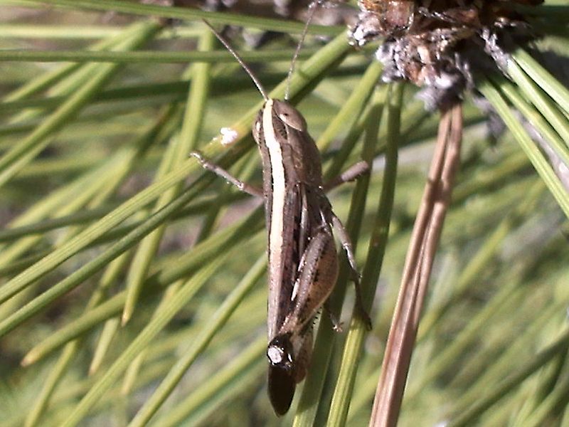 Fotolistado entomológico de Benimamet