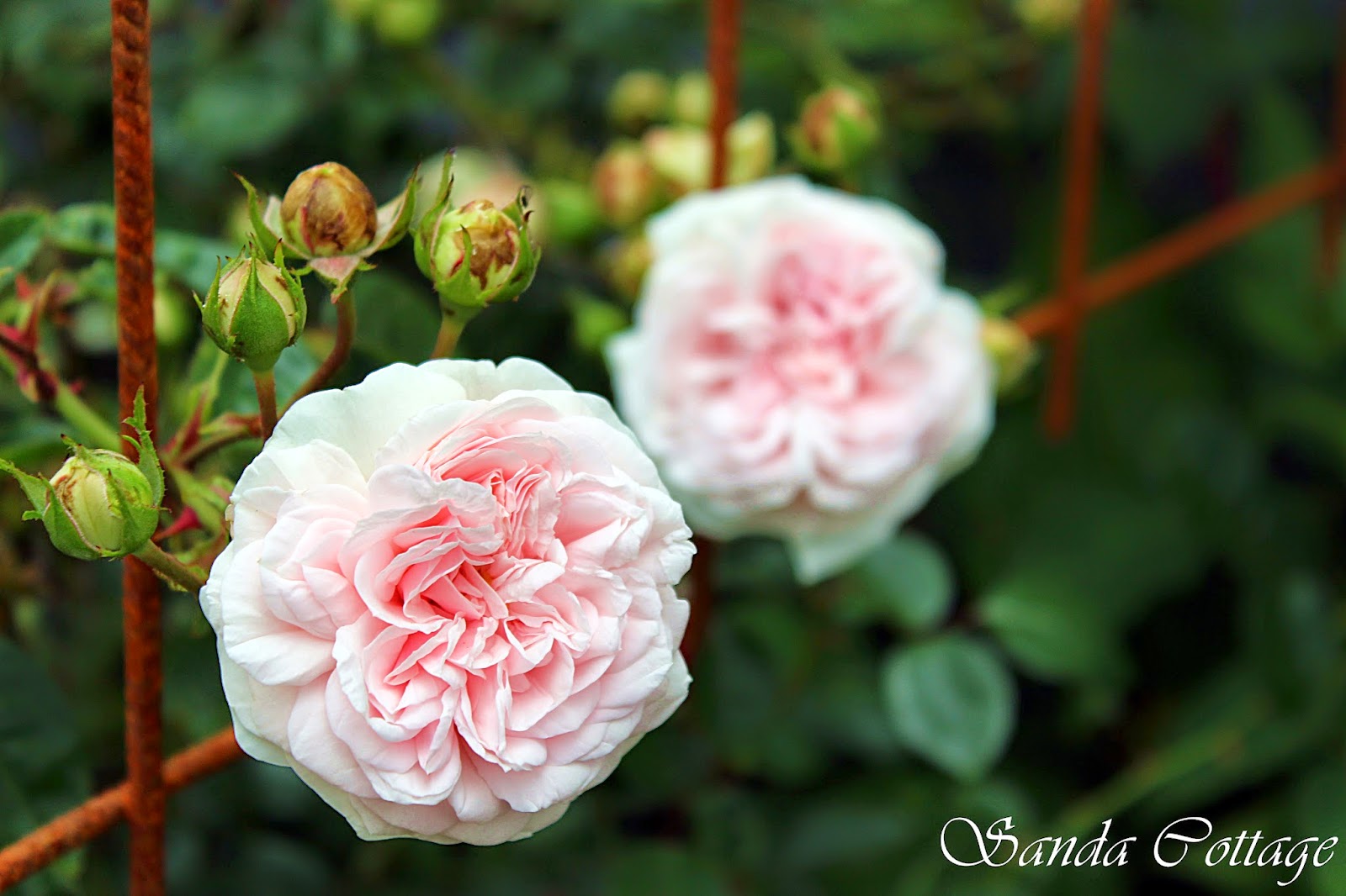 Sanda Cottage: Sommarplågor på Blooming Friday!