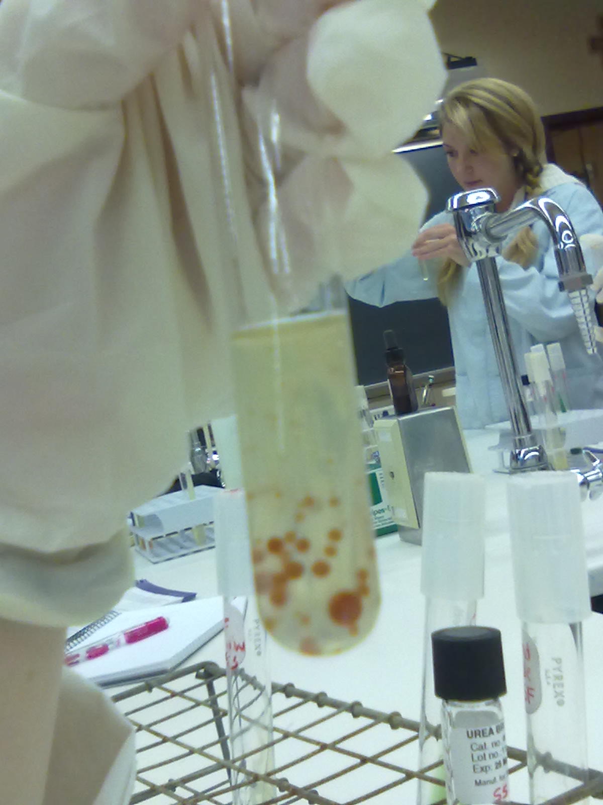 Samantha and Sarah's Microbiology Lab Journal: "F" revealed!