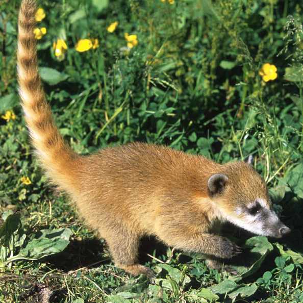 The Natural World: Animal Spotlight: The Coati