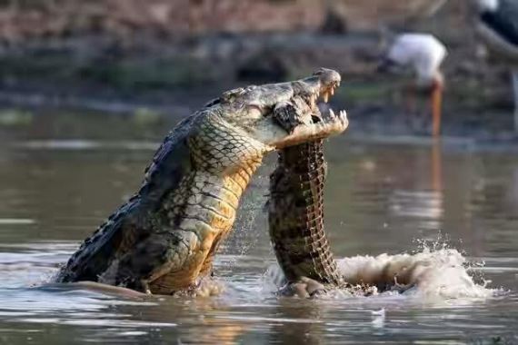 Cannibal crocodile devours younger rival after one-sided battle