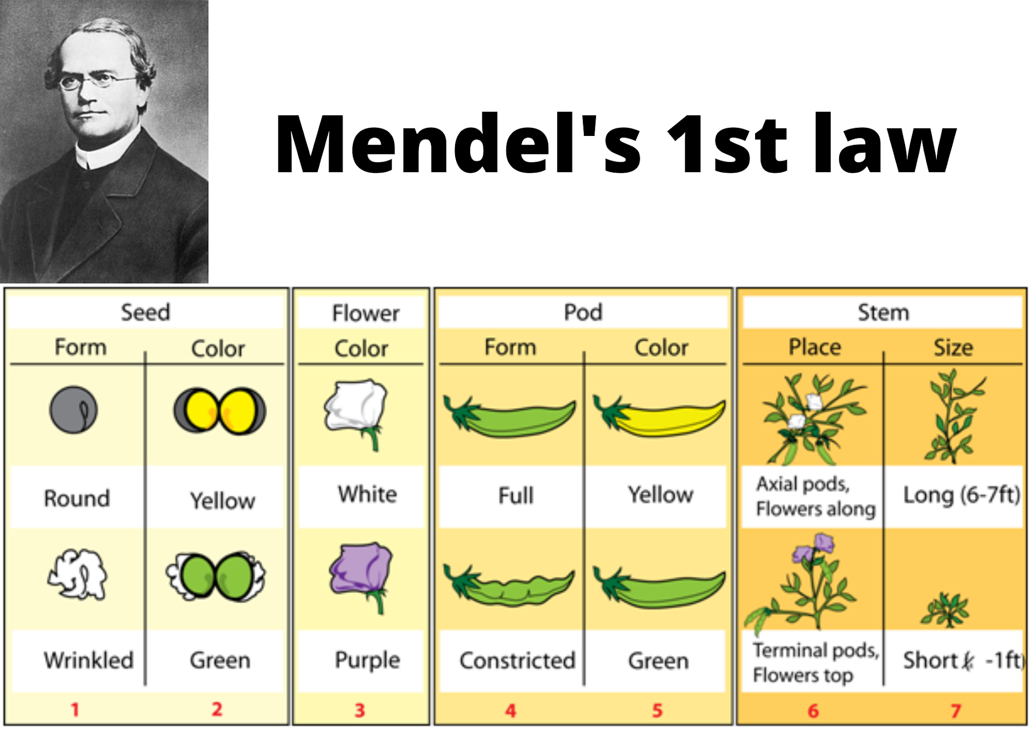 Mendel's 1st law and it's explanation