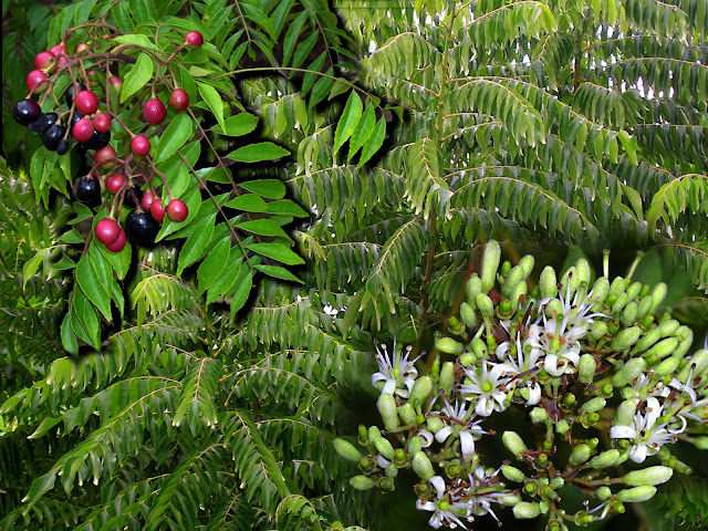 Intelliblog: ALL ABOUT THE CURRY TREE