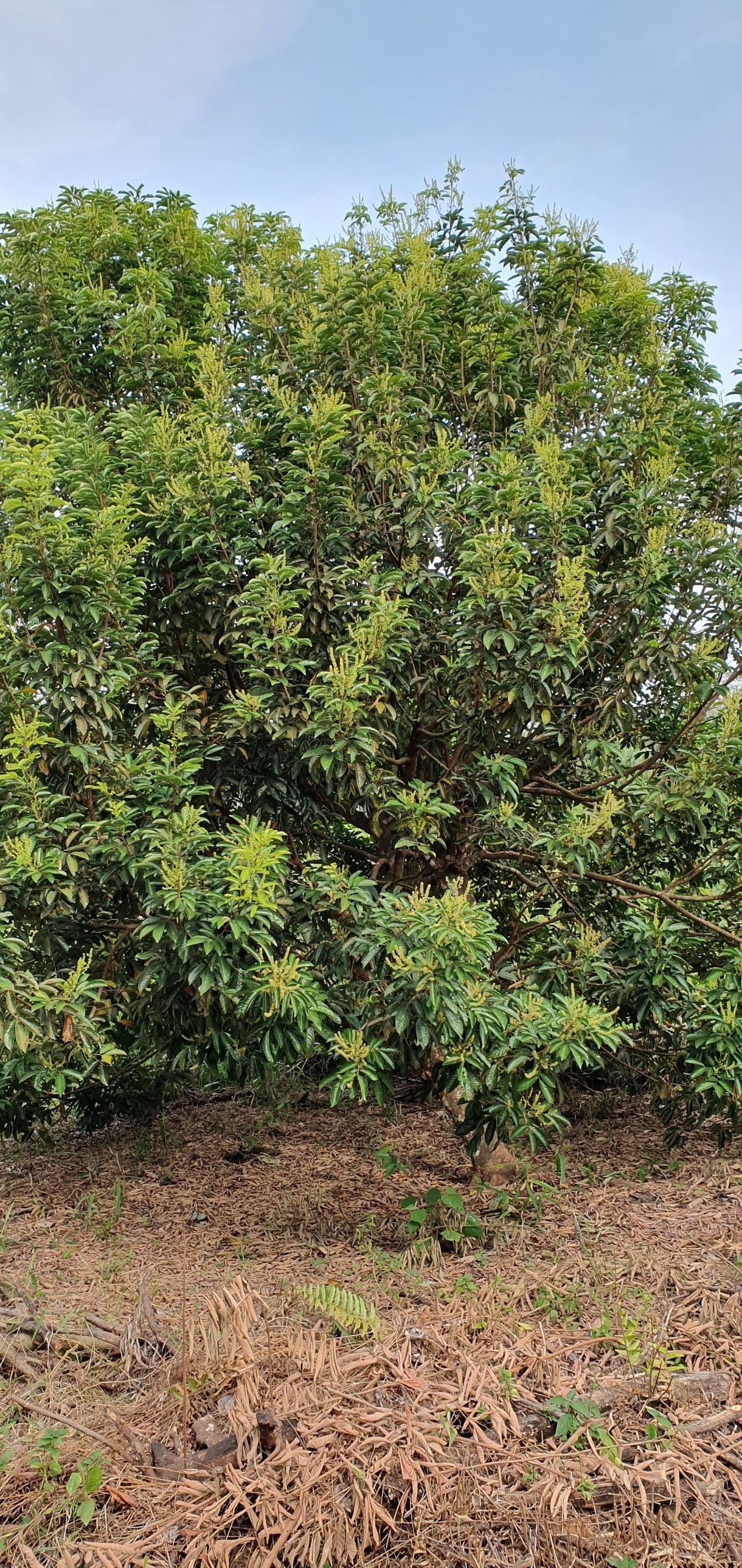 Warisan Petani: Bunga Pulasan