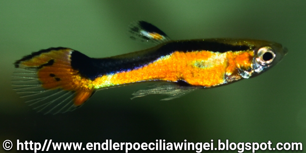 ENDLER POECILIA WINGEI Livebearers Cumana Area @endlerpoeciliawingei ...