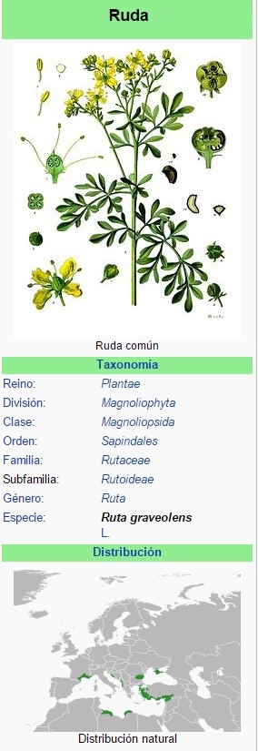 Plantas Medicinales 2016: Ruda