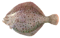 Pasiunea Pescuitului