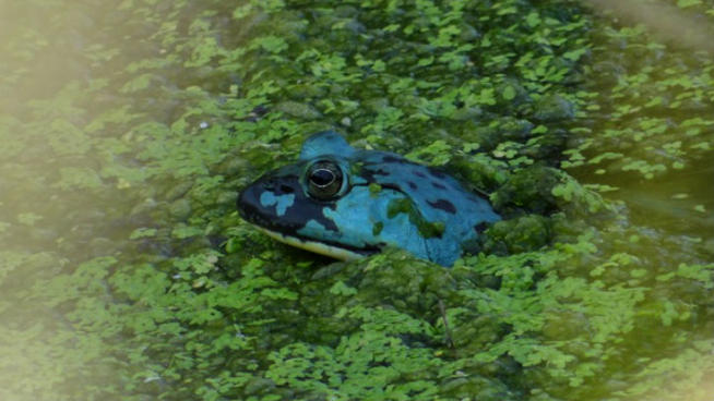 White Wolf : A rare, genetically mutated bullfrog was spotted at the ...