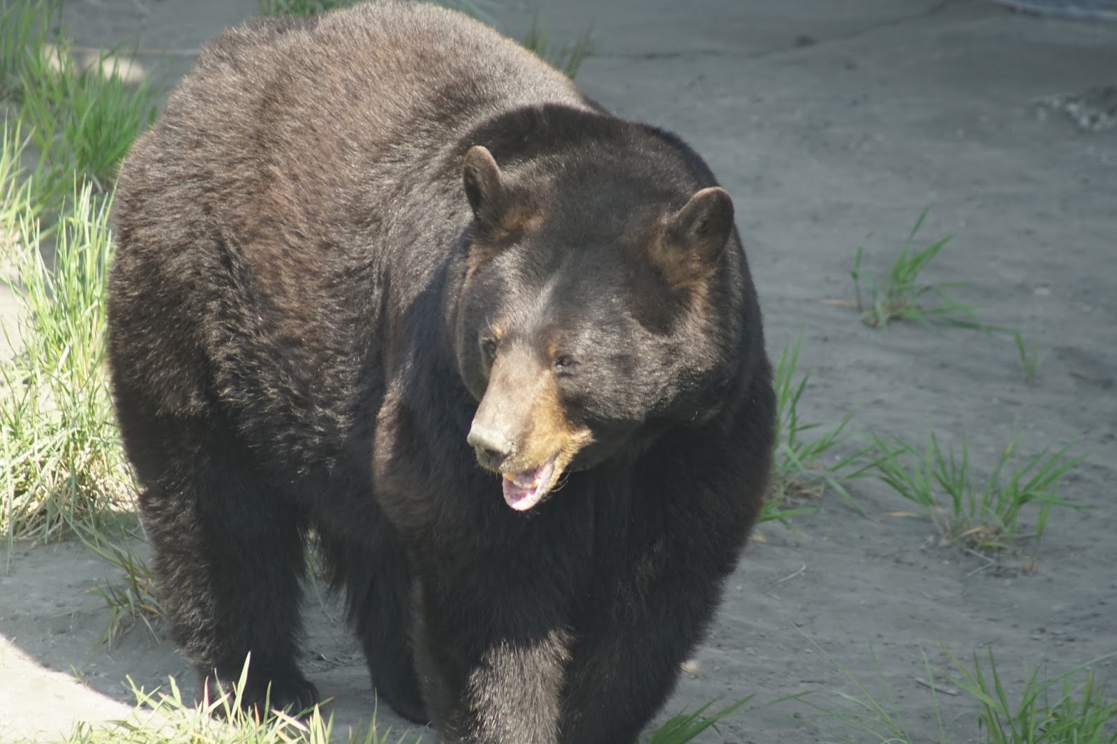 Lost But Loving It...In Alaska!: The End of an Em-bear-assing amount of ...
