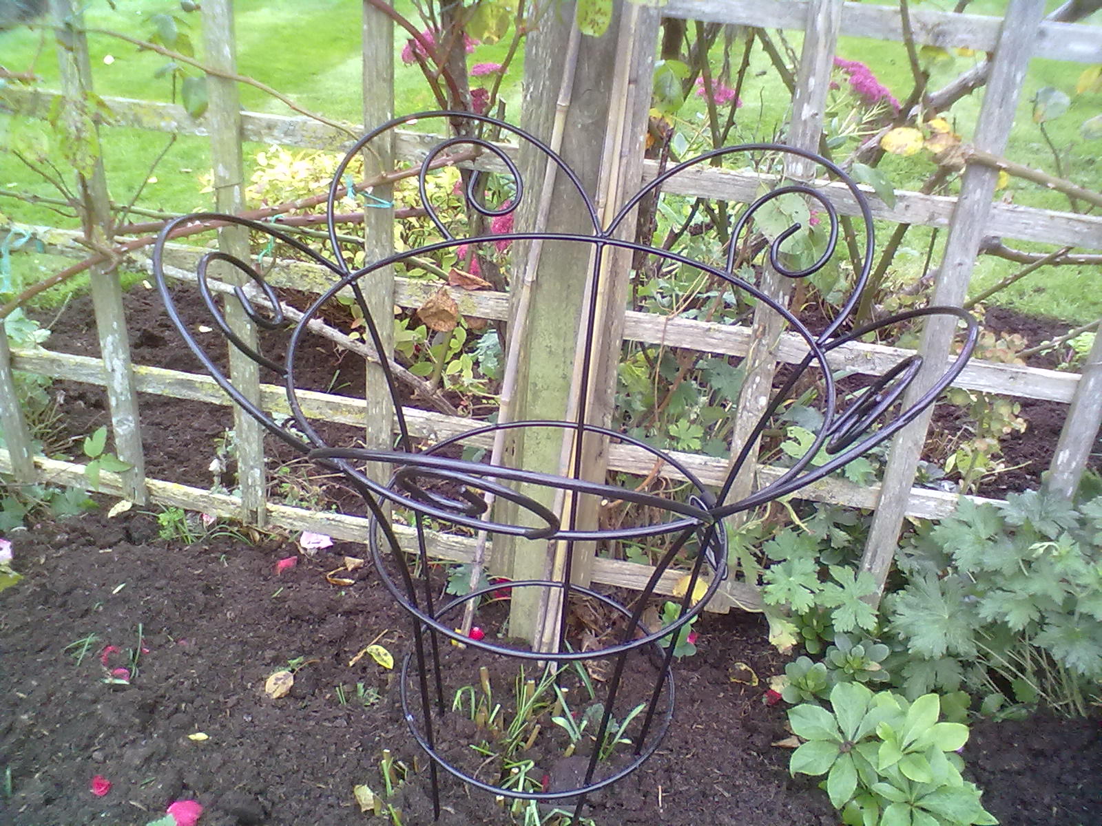 Rachel the Gardener: Plant Supports: when and why to remove them