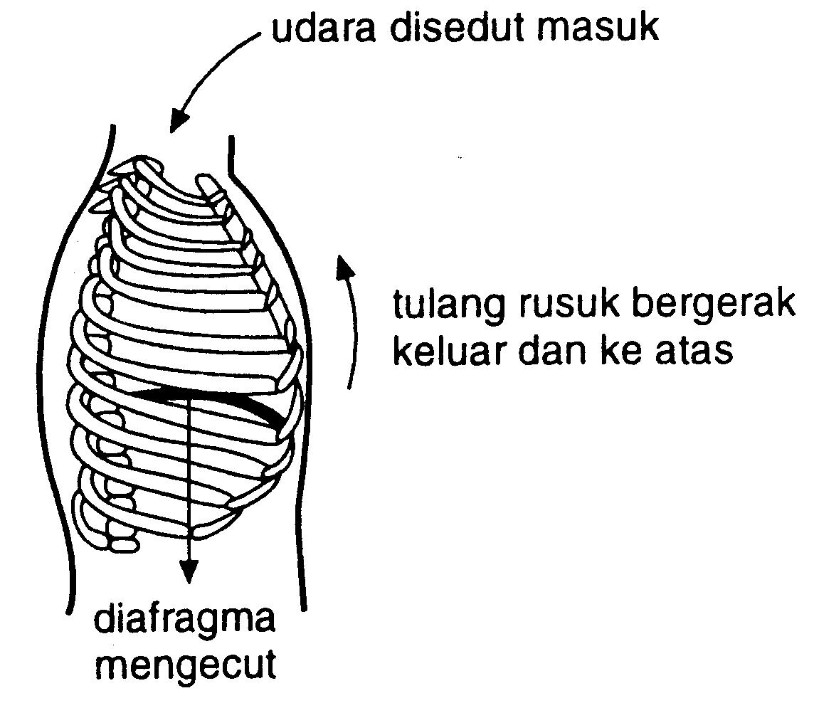 Cikgu Karthi: Sains :Respirasi
