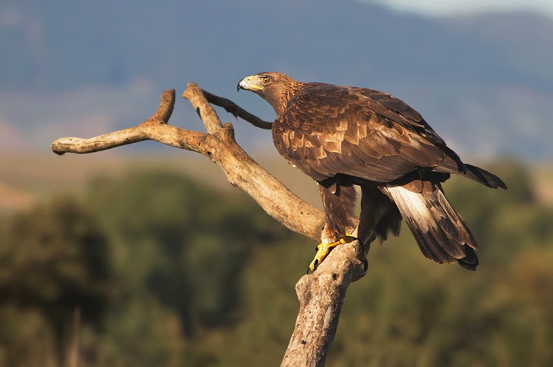 fotosricardo-h: ÁGUILA REAL - Golden eagle