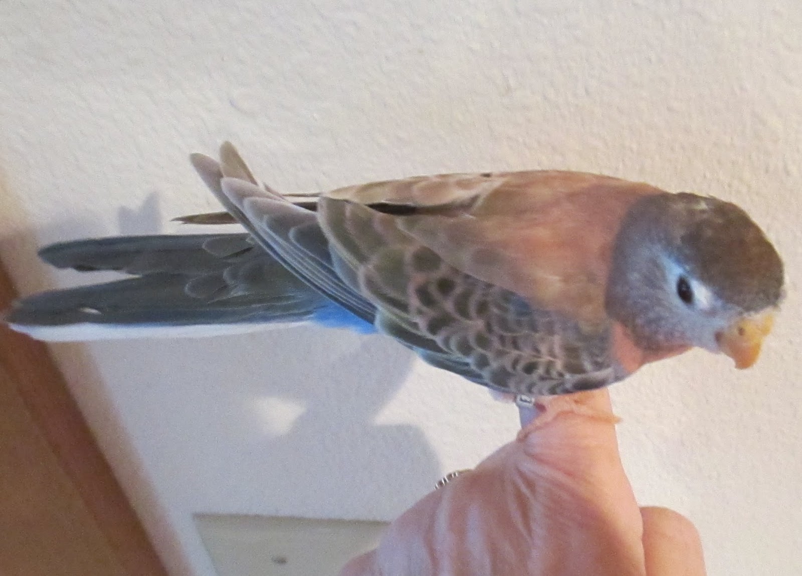 The Splendid Bourke Bird Blog: Pale Fallow or blue-edged Cream Bourke ...