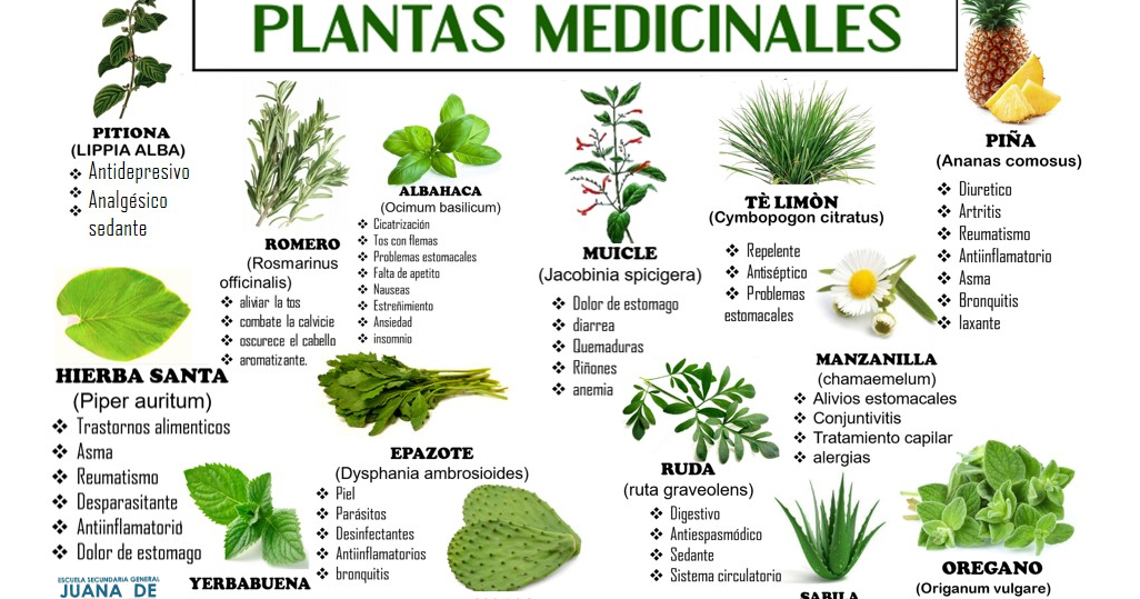 Esc. Sec. Gral. No.136 "Juana de Asbaje": Herbolaria: Plantas Medicinales