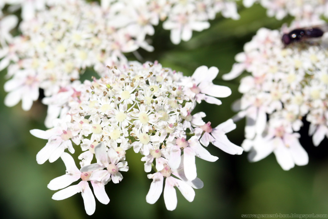Sauvagement-Bon: Retour à un classique : la berce