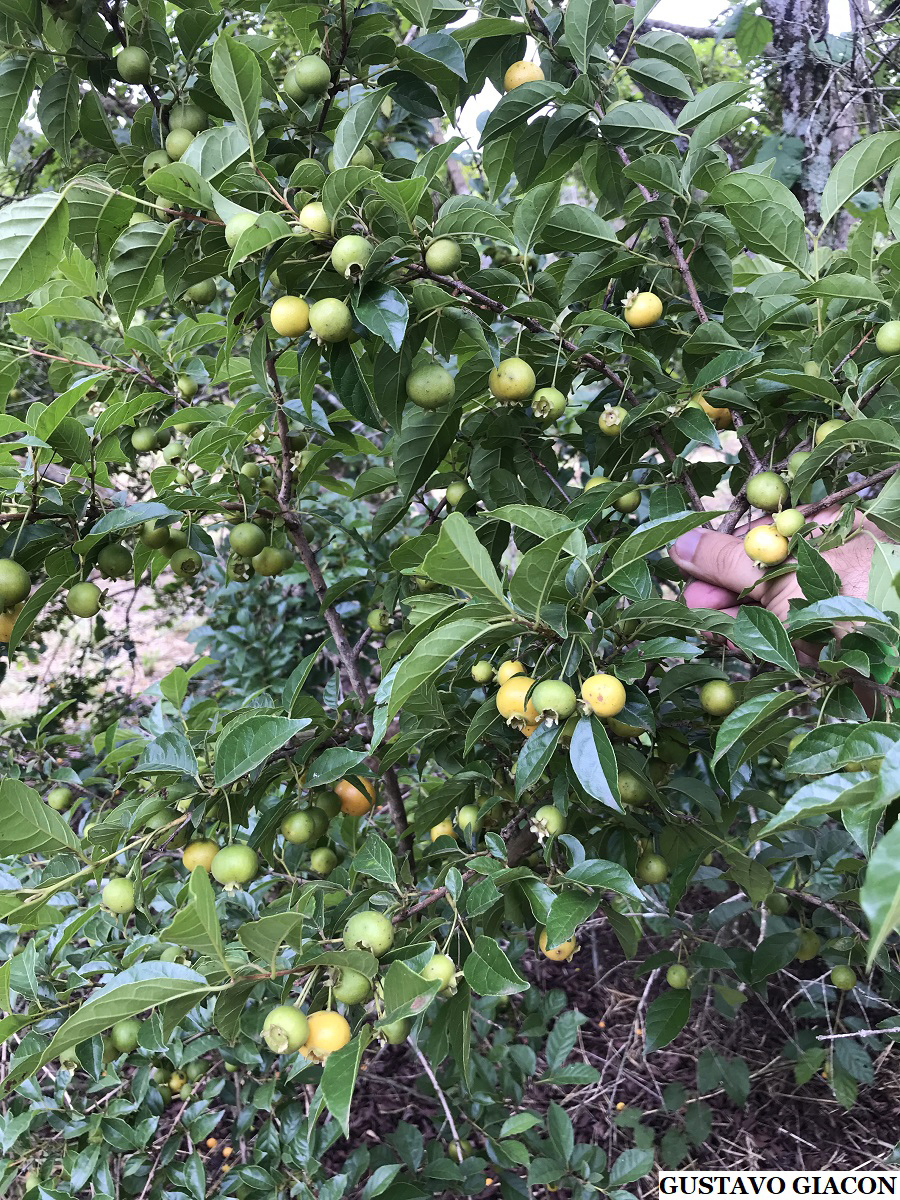 Viveiro Ciprest - Plantas Nativas e Exóticas: Guabiroba Amarela do ...