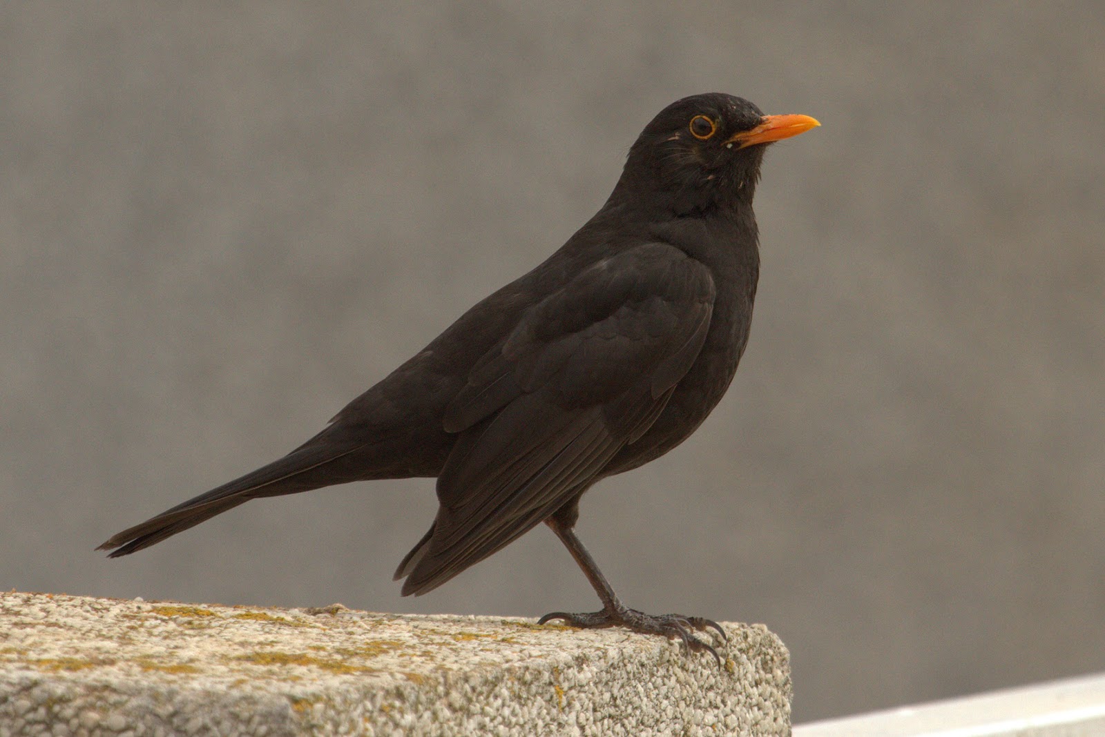 QUADERN DE NATURA: AUS DES DE CASA 2: LA MERLA